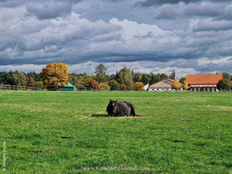 Rothenberg Arabians - Gestuet Rothenberg
