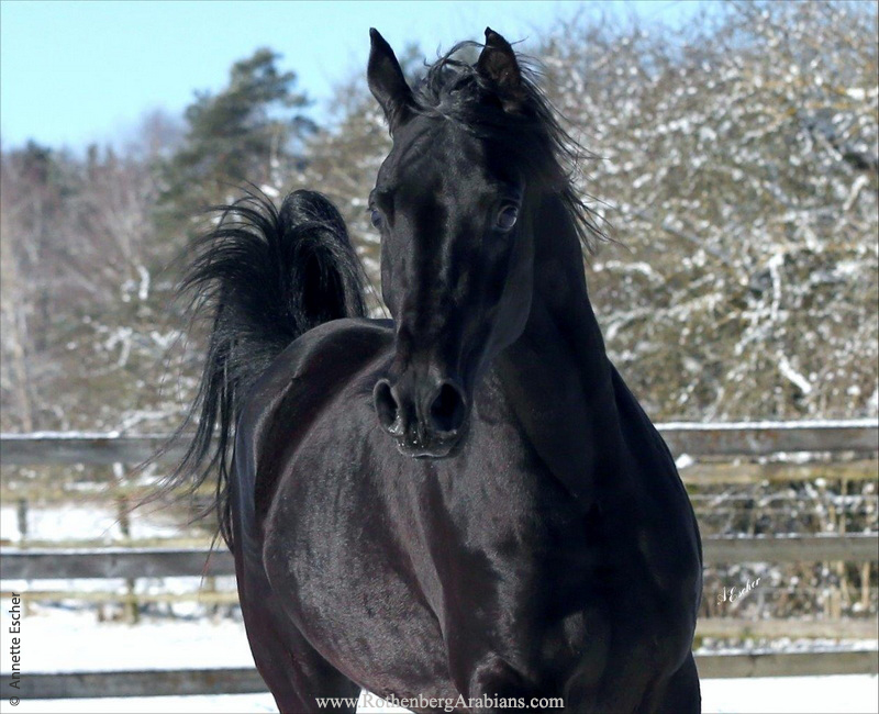 Rothenberg Arabians - Gestuet Rothenberg