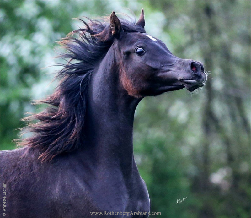 Rothenberg Arabians - Gestuet Rothenberg