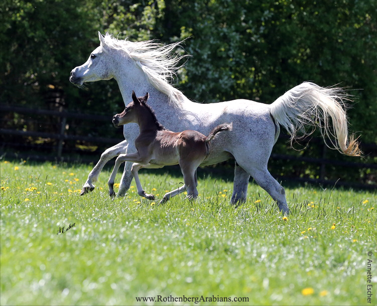 Rothenberg Arabians - Gestuet Rothenberg
