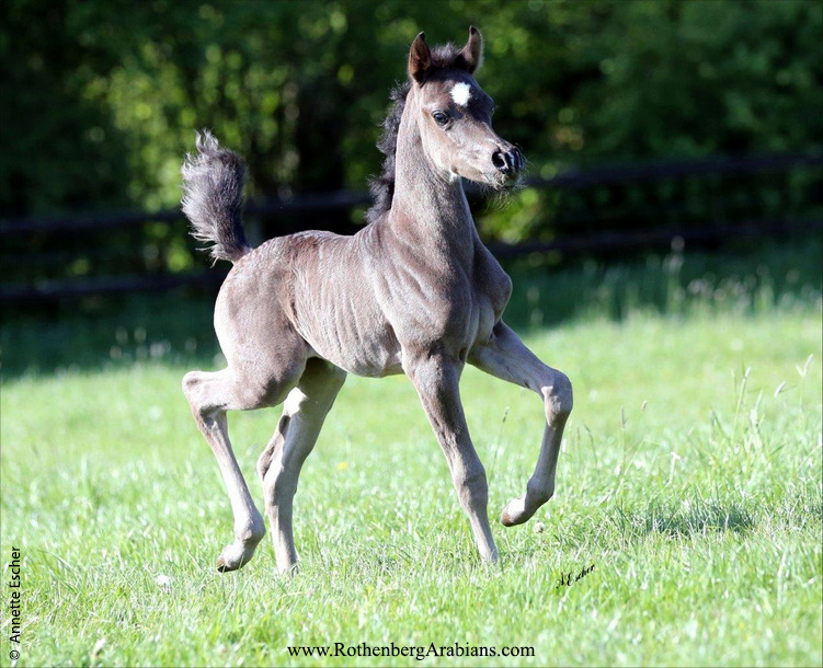 Rothenberg Arabians - Gestuet Rothenberg