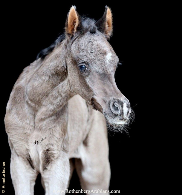 Rothenberg Arabians - Gestuet Rothenberg