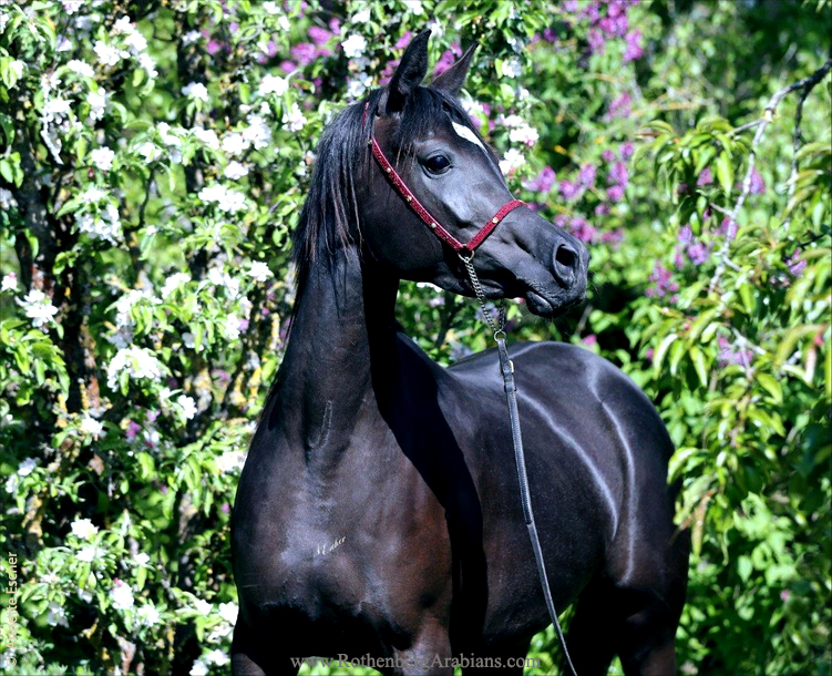Rothenberg Arabians - Gestuet Rothenberg