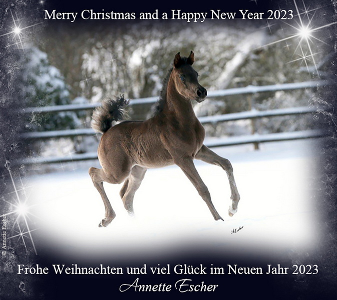 Rothenberg Arabians - Gestuet Rothenberg