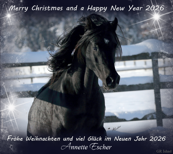 Rothenberg Arabians - Gestuet Rothenberg